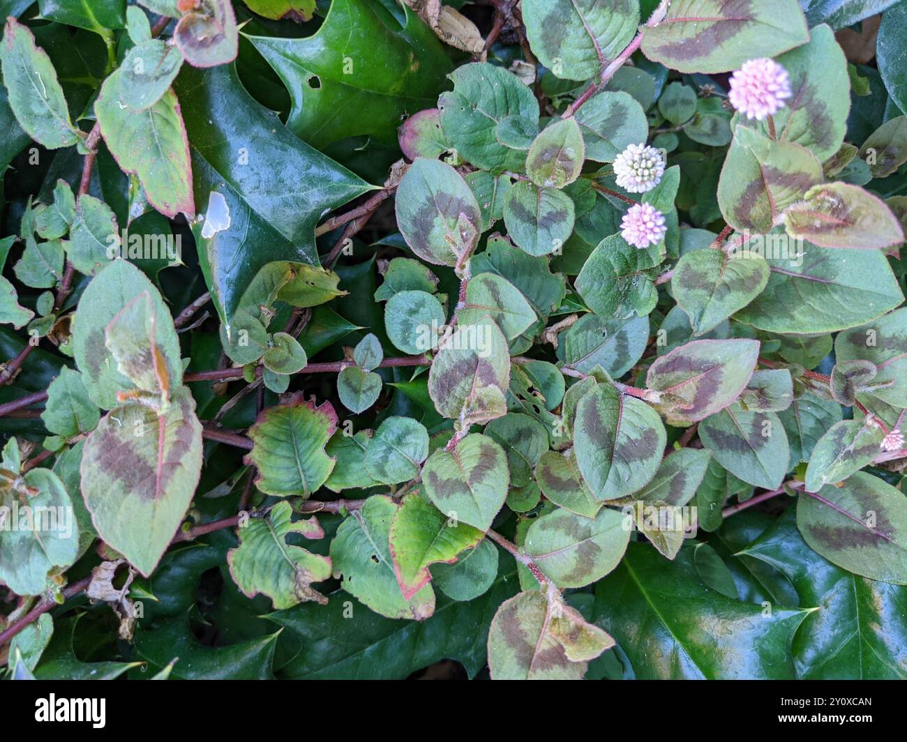 pink knotweed (Persicaria capitata) Plantae Stock Photo - Alamy