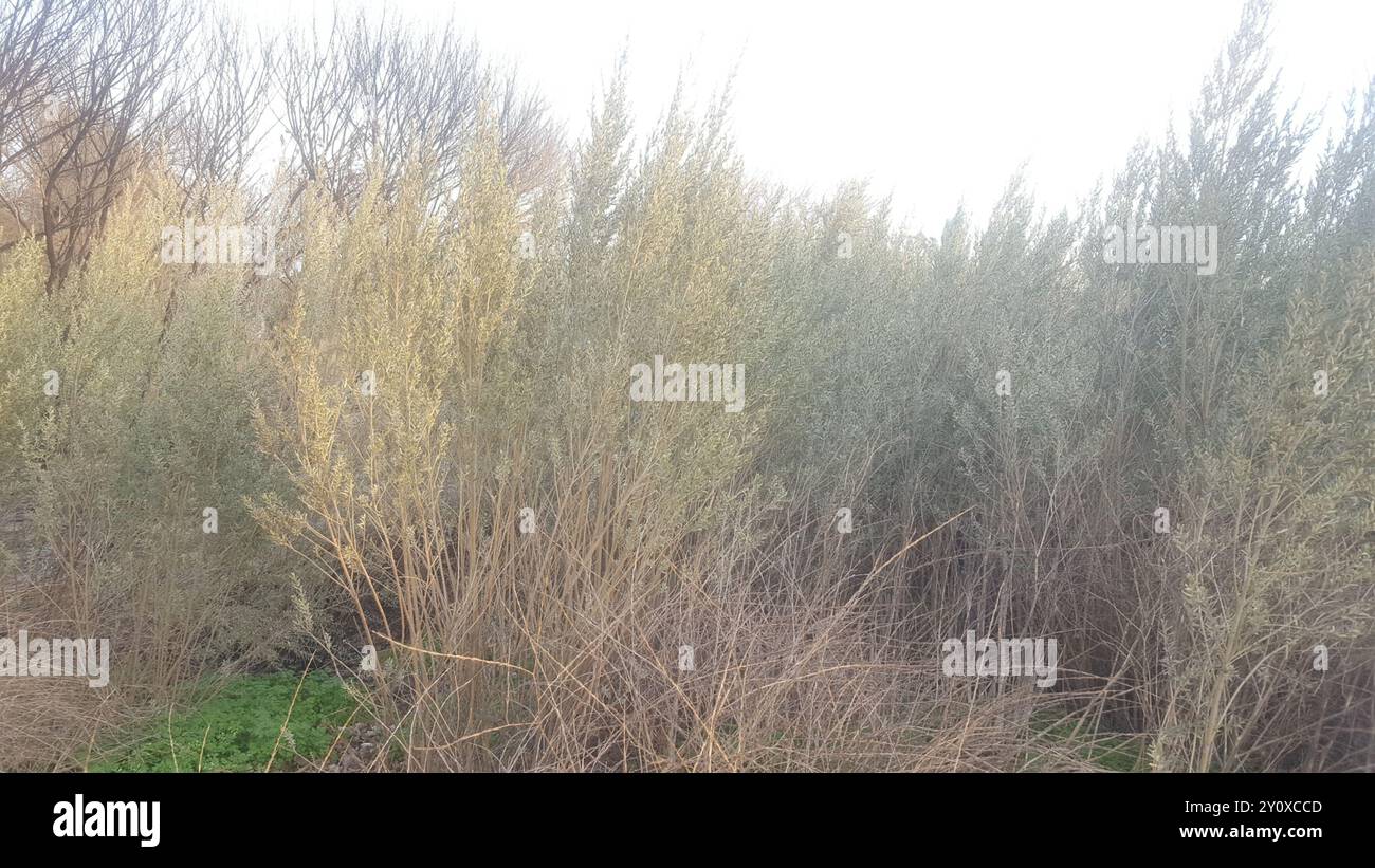 arrowweed (Pluchea sericea) Plantae Stock Photo - Alamy