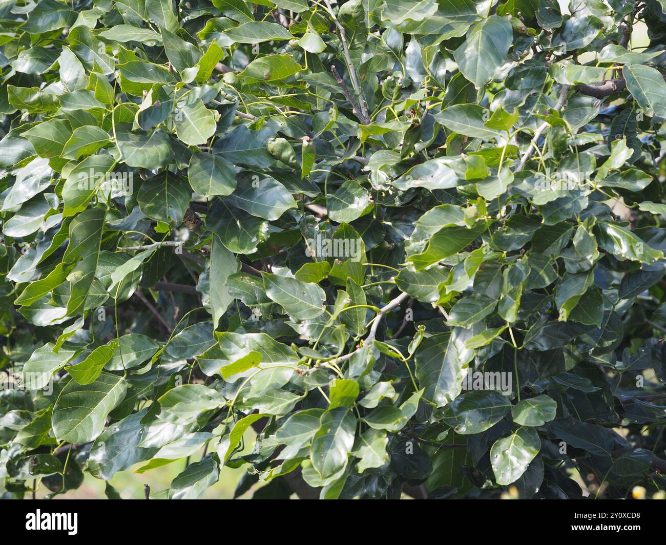 Indian beech tree (Millettia pinnata) Plantae Stock Photo - Alamy