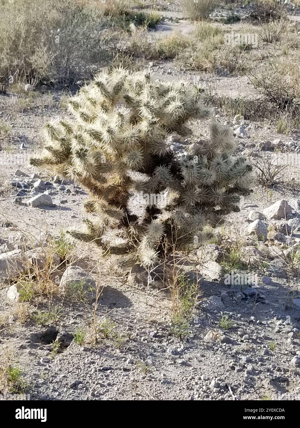 Silver Cholla (Cylindropuntia echinocarpa) Plantae Stock Photo - Alamy