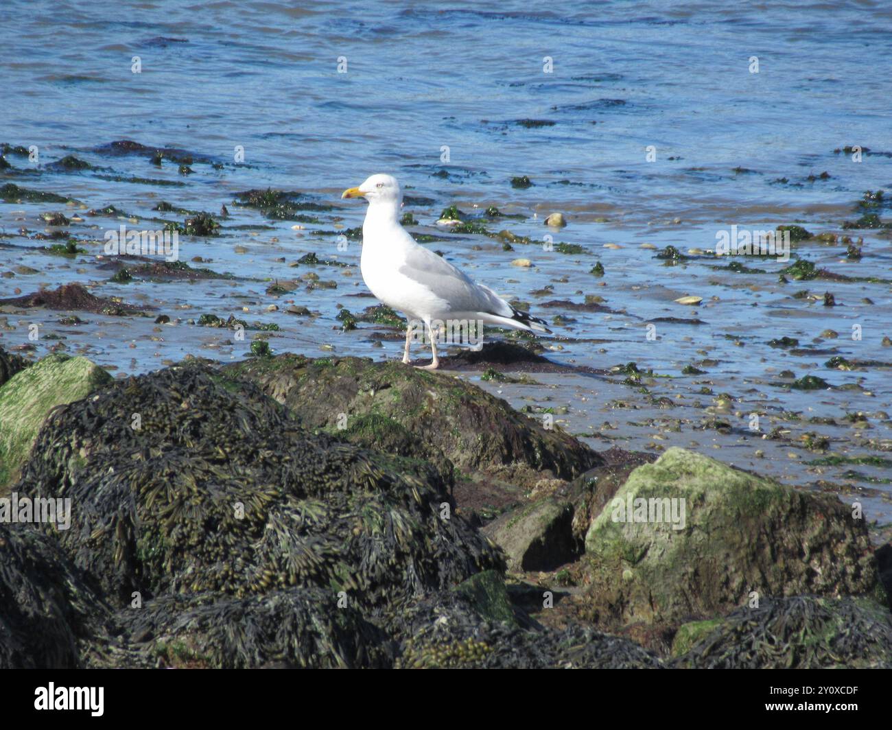 Herring Gull (Larus argentatus) Aves Stock Photo - Alamy