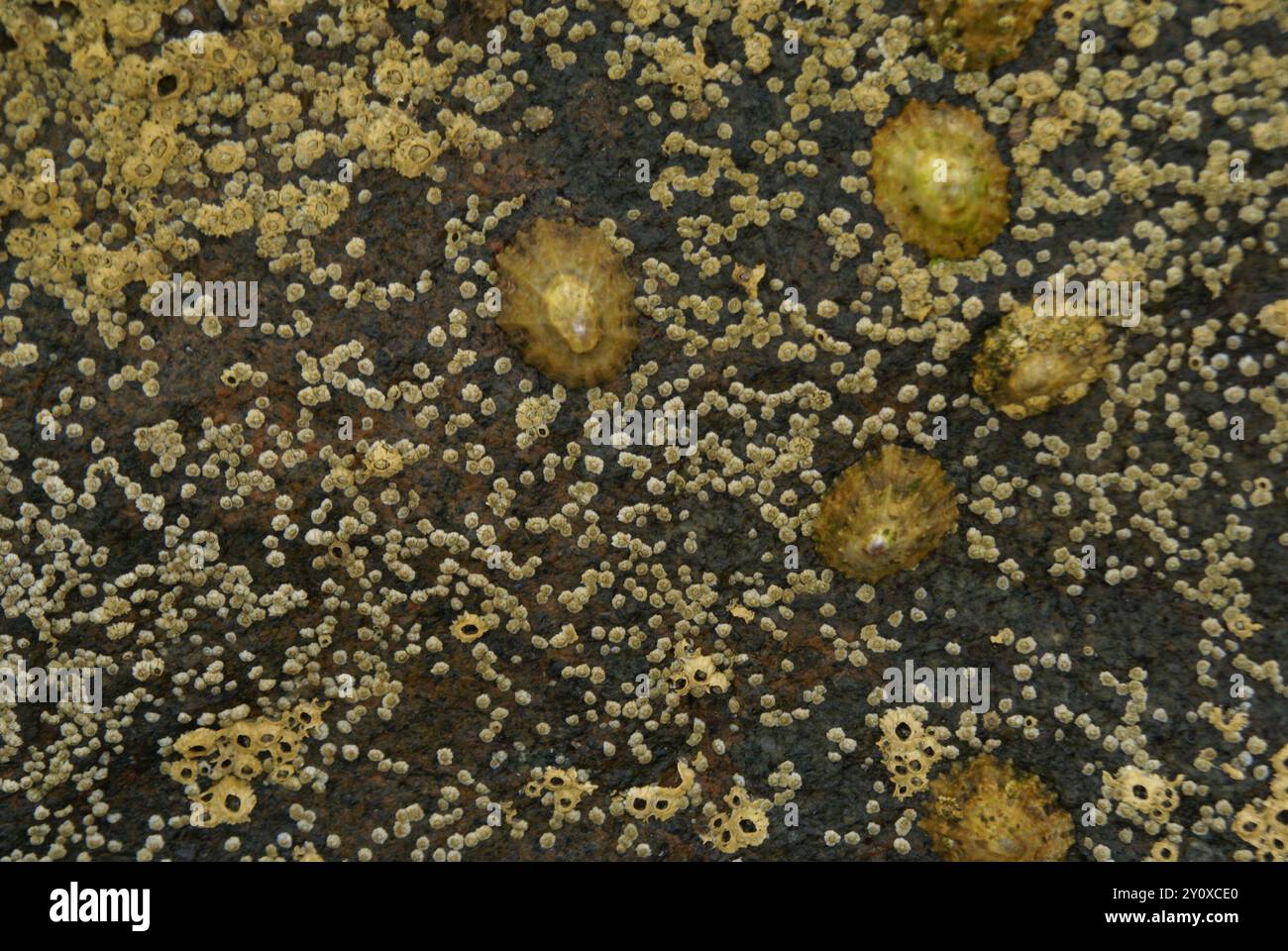 True Limpets (Patellogastropoda) Mollusca Stock Photo - Alamy