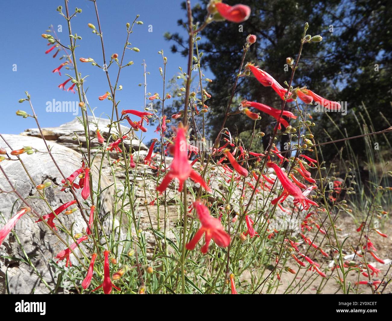 Bridges' penstemon (Penstemon rostriflorus) Plantae Stock Photo - Alamy