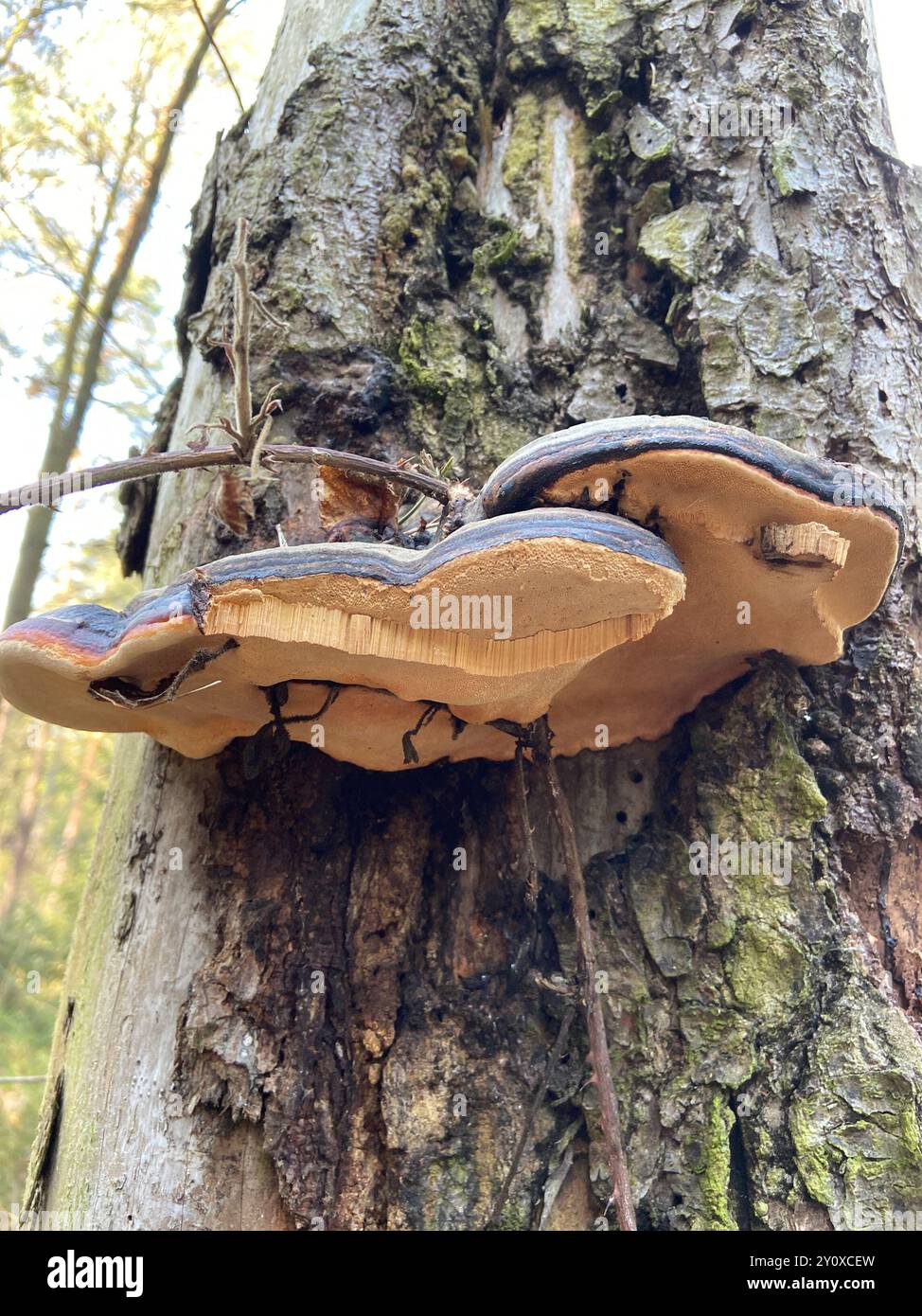 Willow Bracket (Phellinus igniarius) Fungi Stock Photo - Alamy