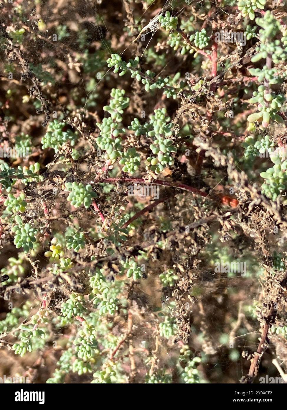 Mediterranean saltwort (Caroxylon vermiculatum) Plantae Stock Photo - Alamy