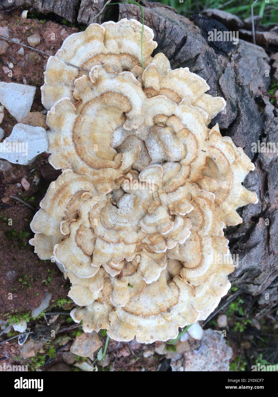 shelf fungi (Polyporales) Fungi Stock Photo - Alamy