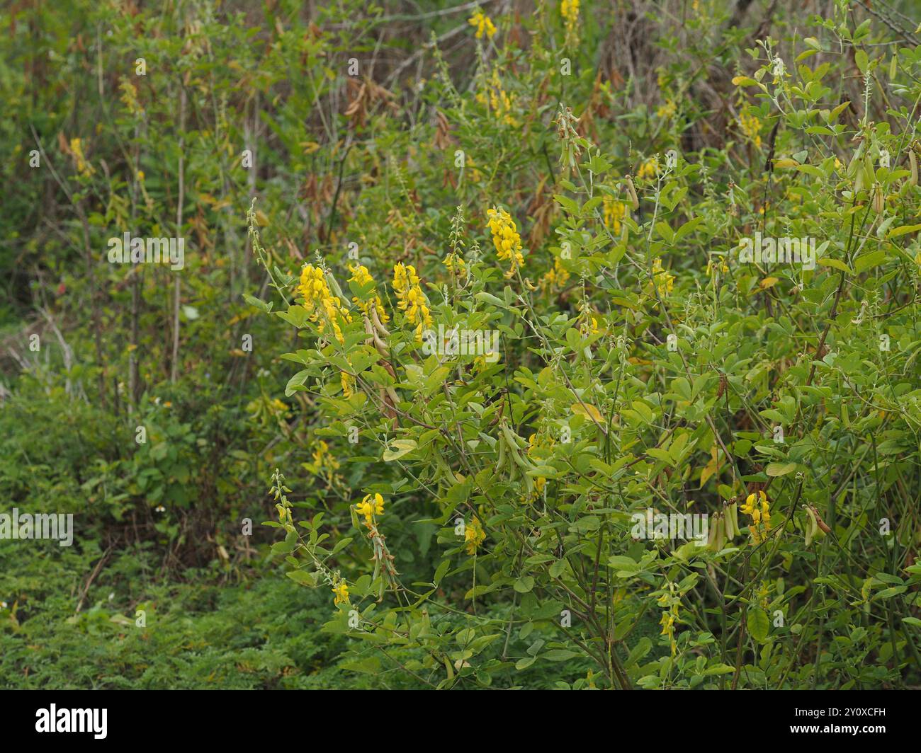 Streaked Rattlepod (Crotalaria pallida) Plantae Stock Photo - Alamy