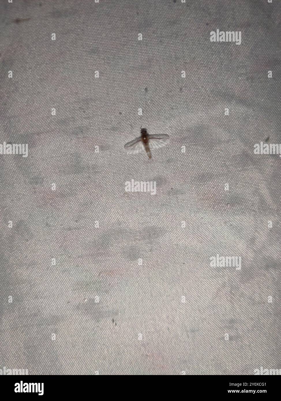 Small Square-gilled Mayflies (Caenidae) Insecta Stock Photo - Alamy