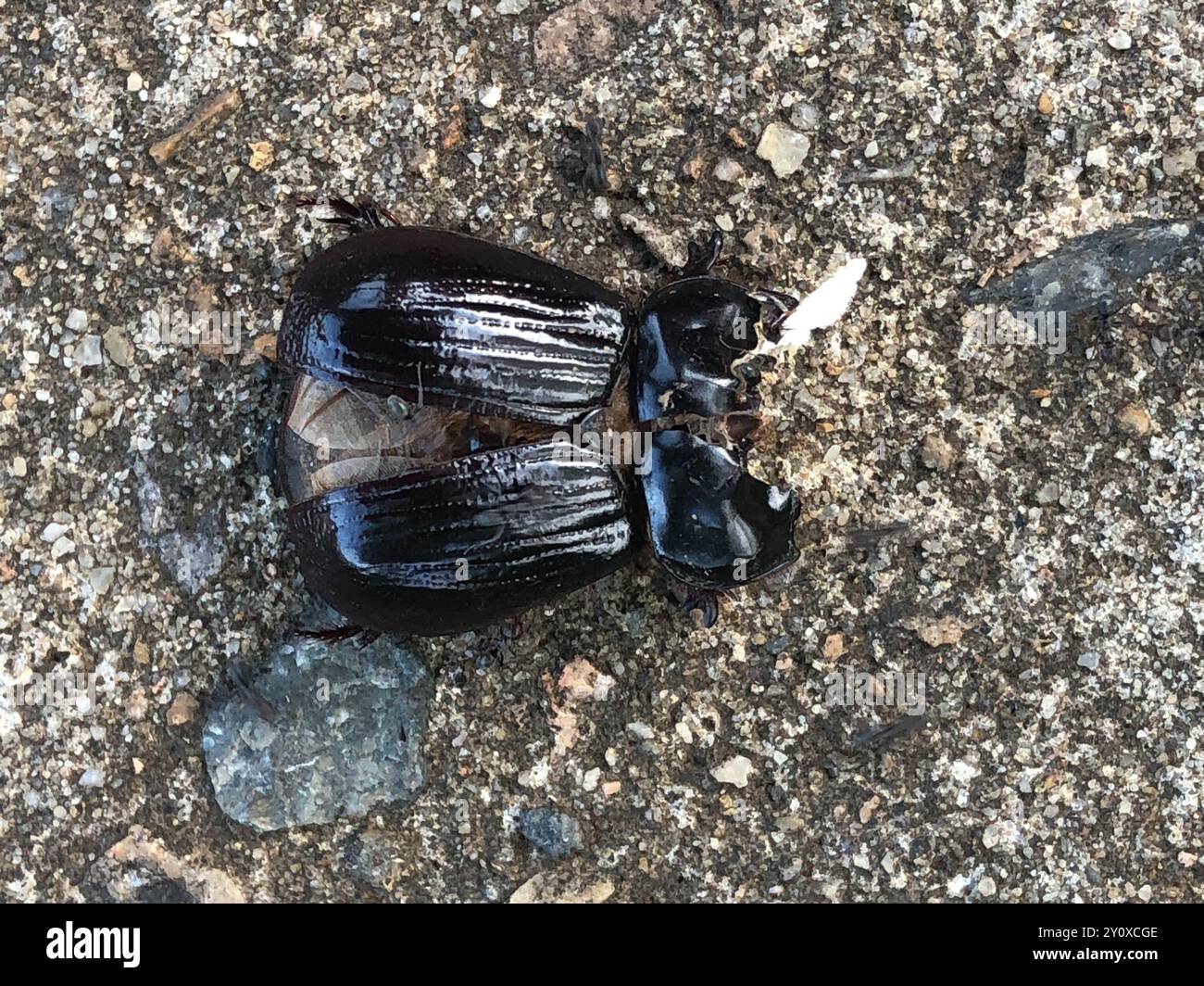 African Black Beetle (Heteronychus arator) Insecta Stock Photo - Alamy