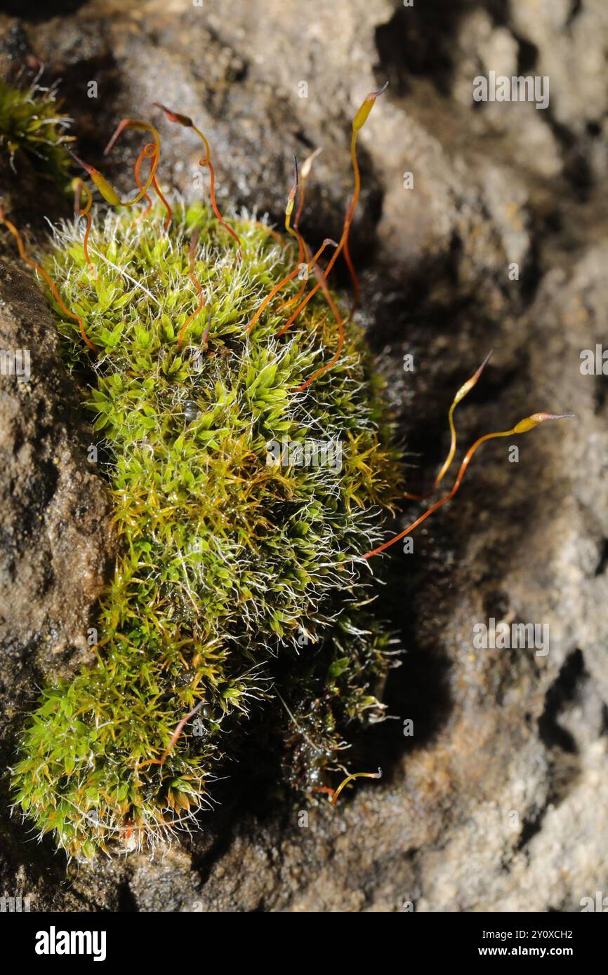 Wall Screw-moss (Tortula muralis) Plantae Stock Photo - Alamy