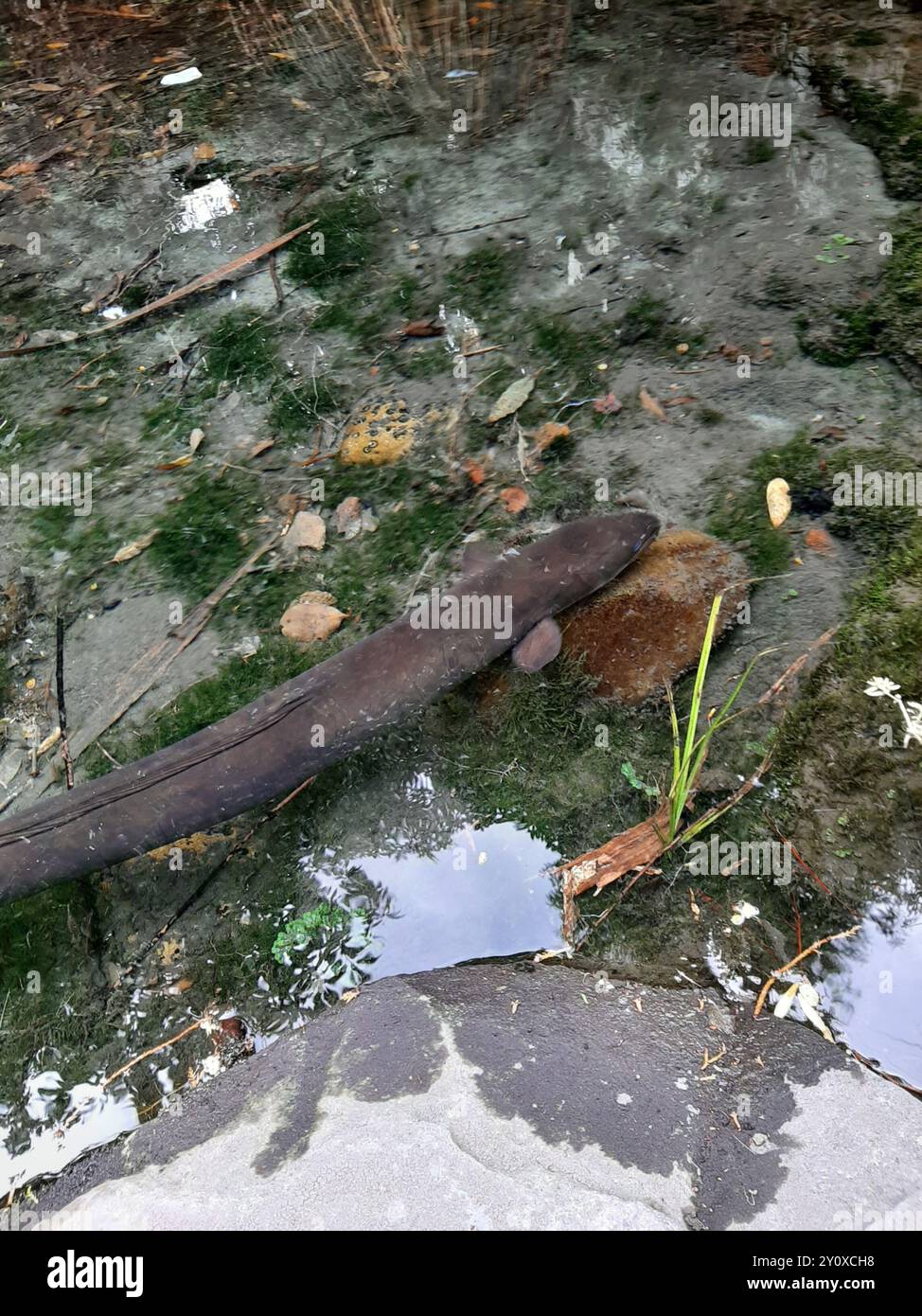 New Zealand Longfin Eel (Anguilla dieffenbachii) Actinopterygii Stock ...