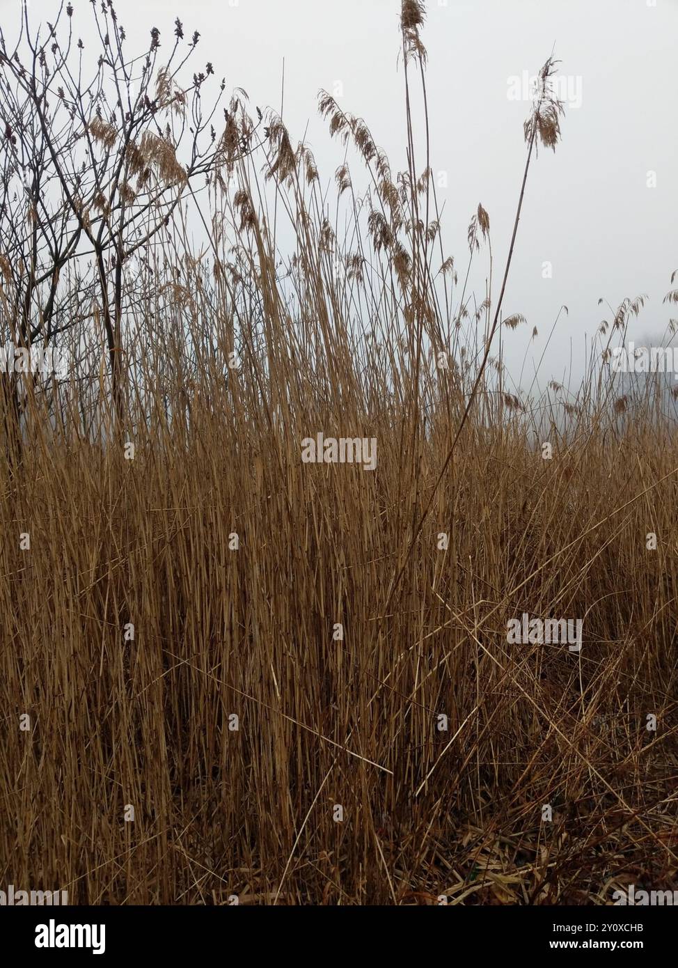 common reed (Phragmites australis) Plantae Stock Photo - Alamy