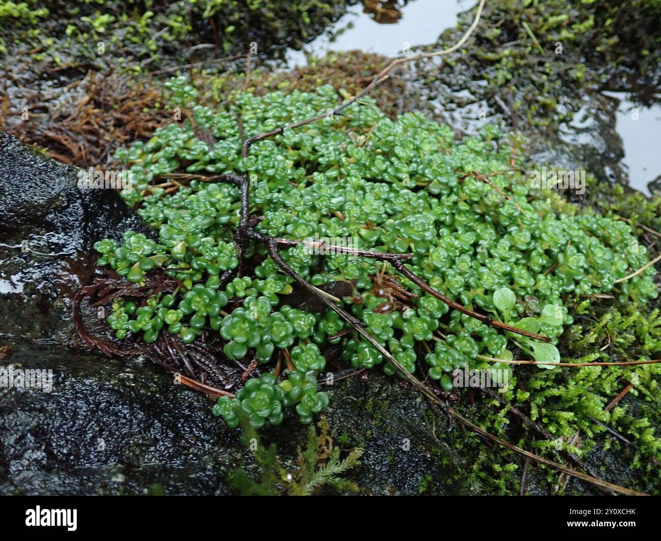 Oregon Stonecrop (Sedum oreganum) Plantae Stock Photo - Alamy
