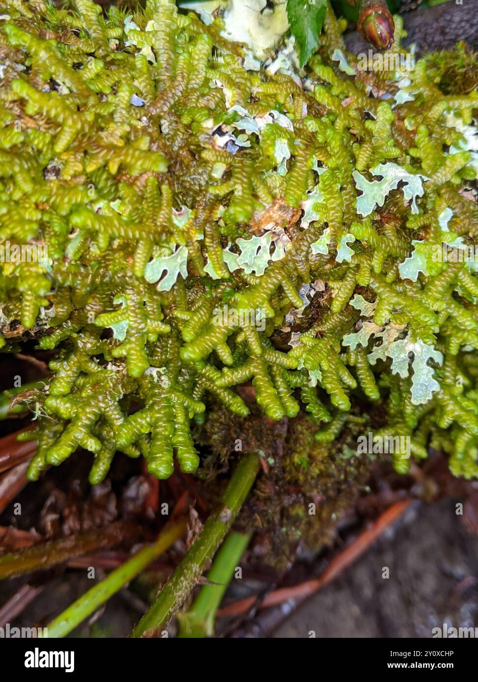 Tree Ruffle Liverwort (Porella navicularis) Plantae Stock Photo - Alamy