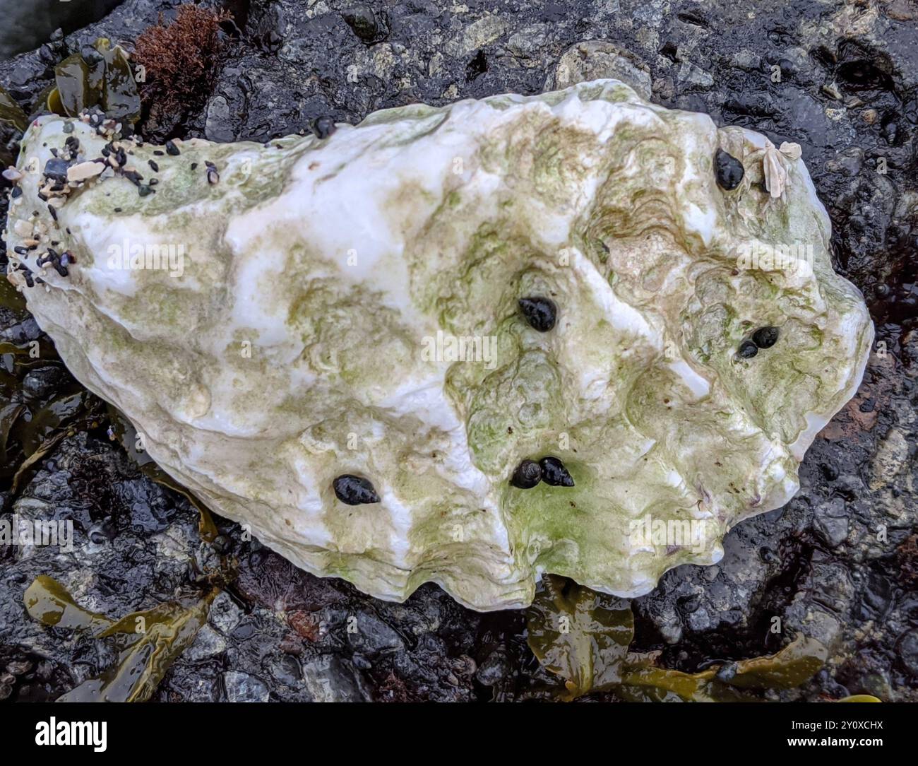 Pacific Oyster (Magallana gigas) Mollusca Stock Photo - Alamy
