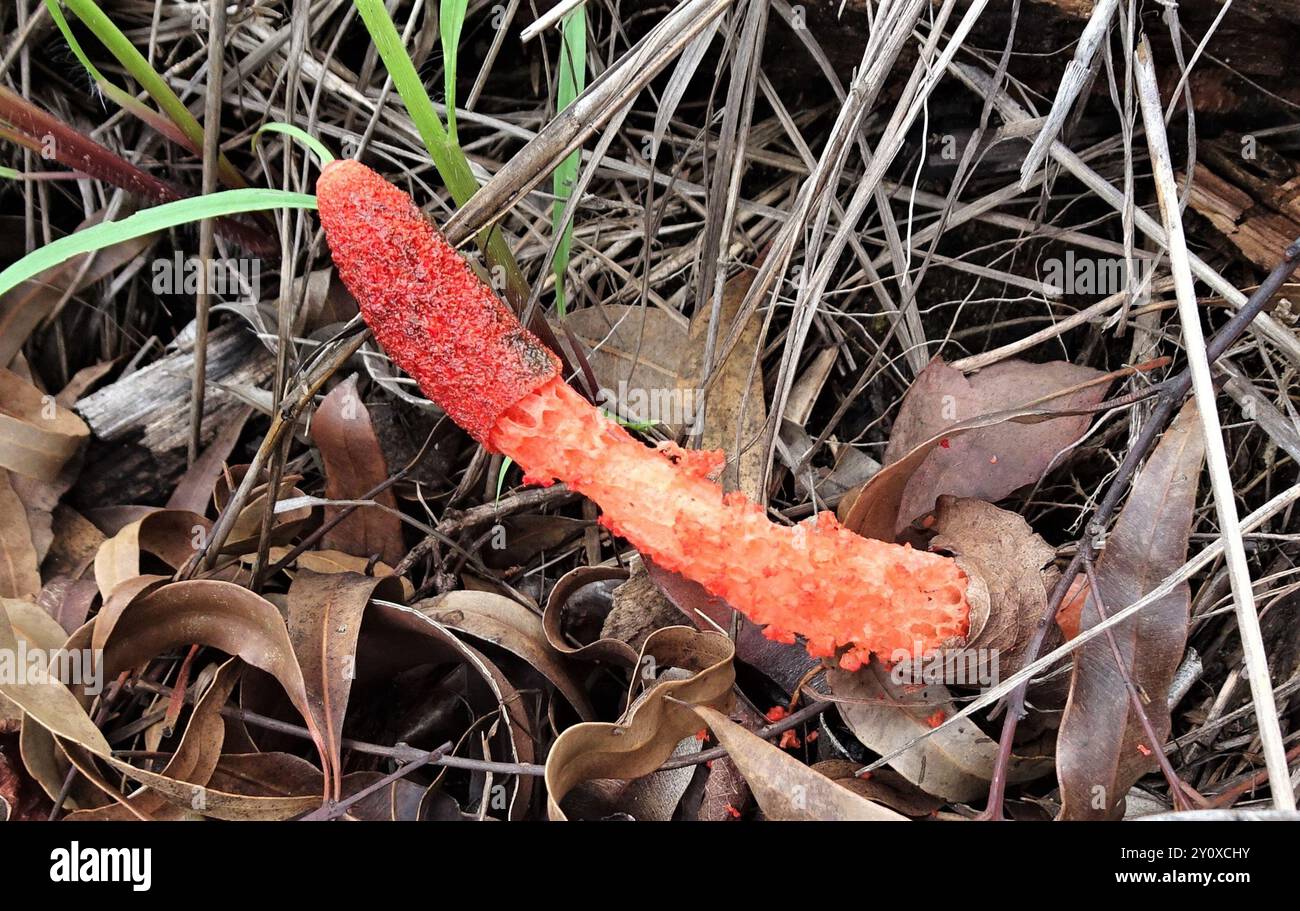 Devil's Stinkhorn (Phallus rubicundus) Fungi Stock Photo - Alamy