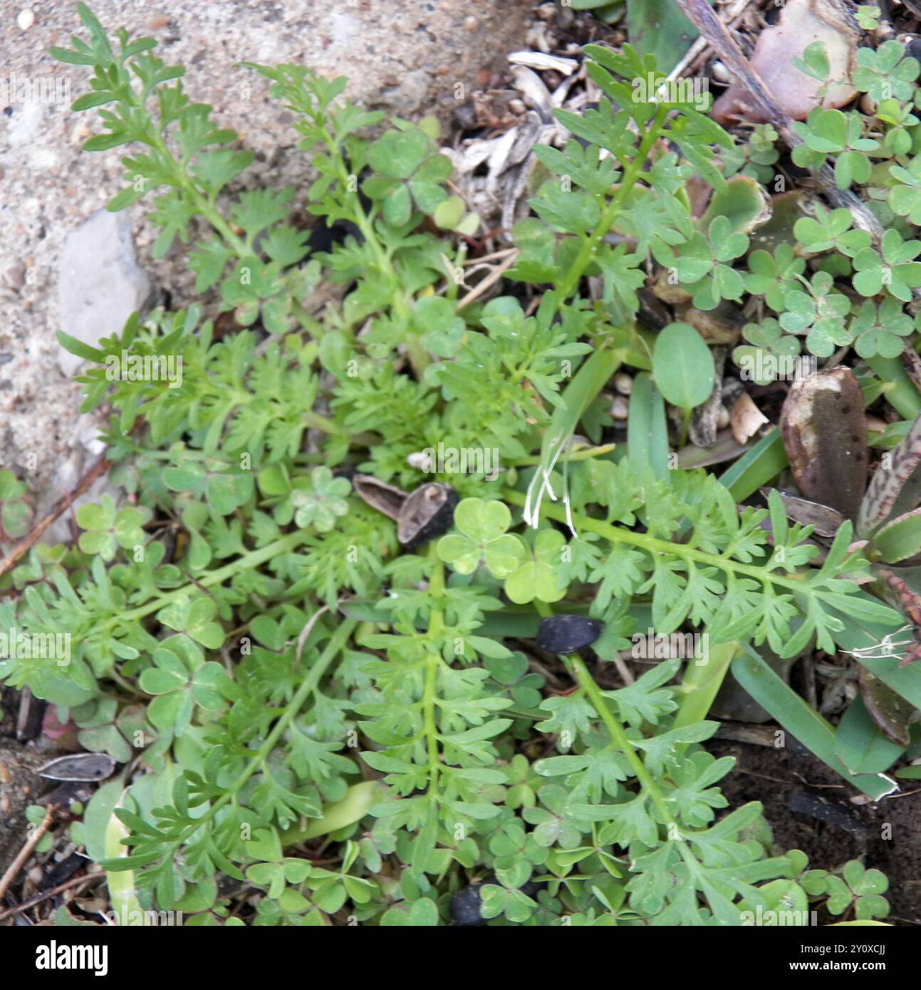 Lesser swine-cress (Lepidium didymum) Plantae Stock Photo - Alamy