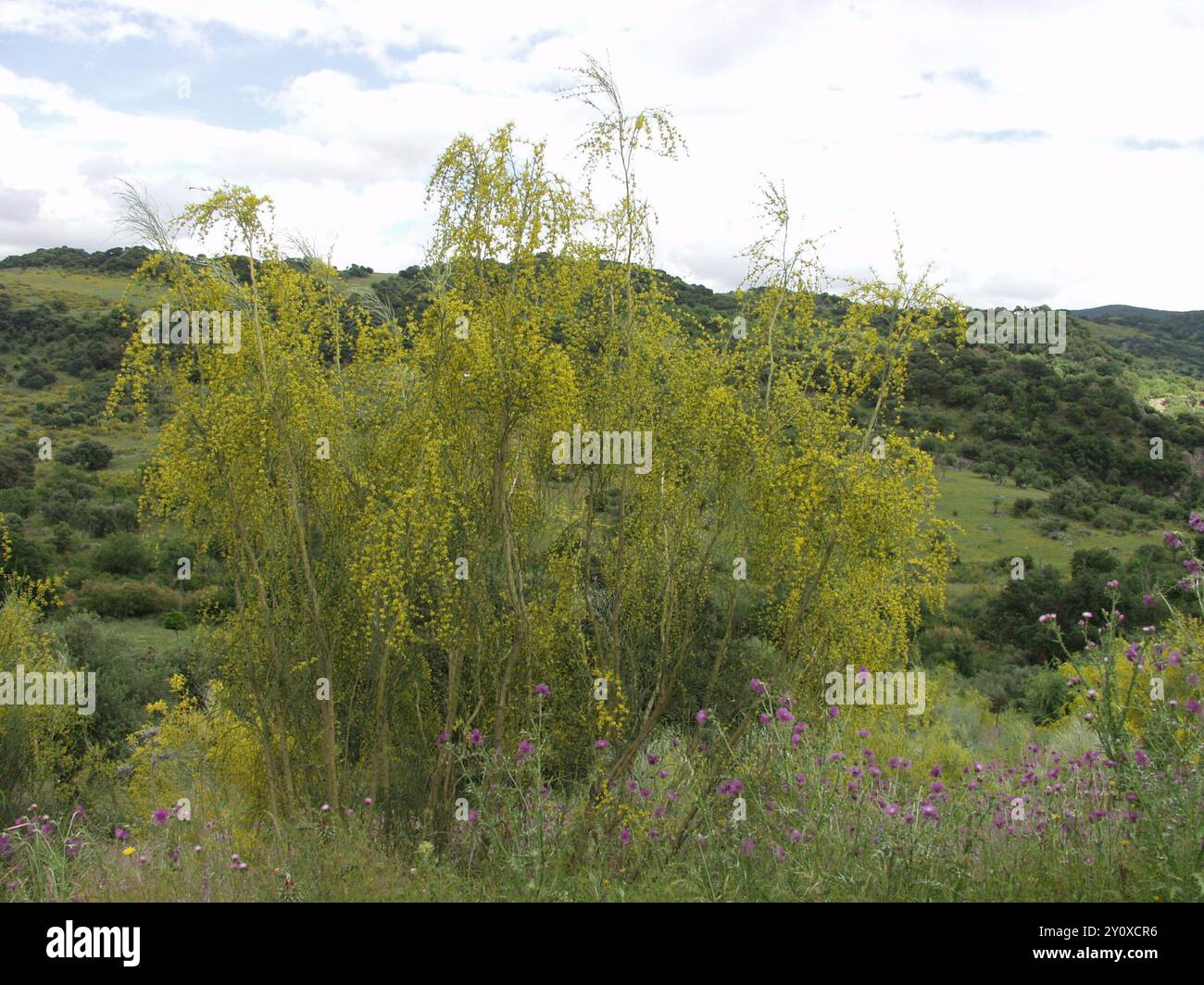 Yellow Bridal Broom (Retama sphaerocarpa) Plantae Stock Photo - Alamy