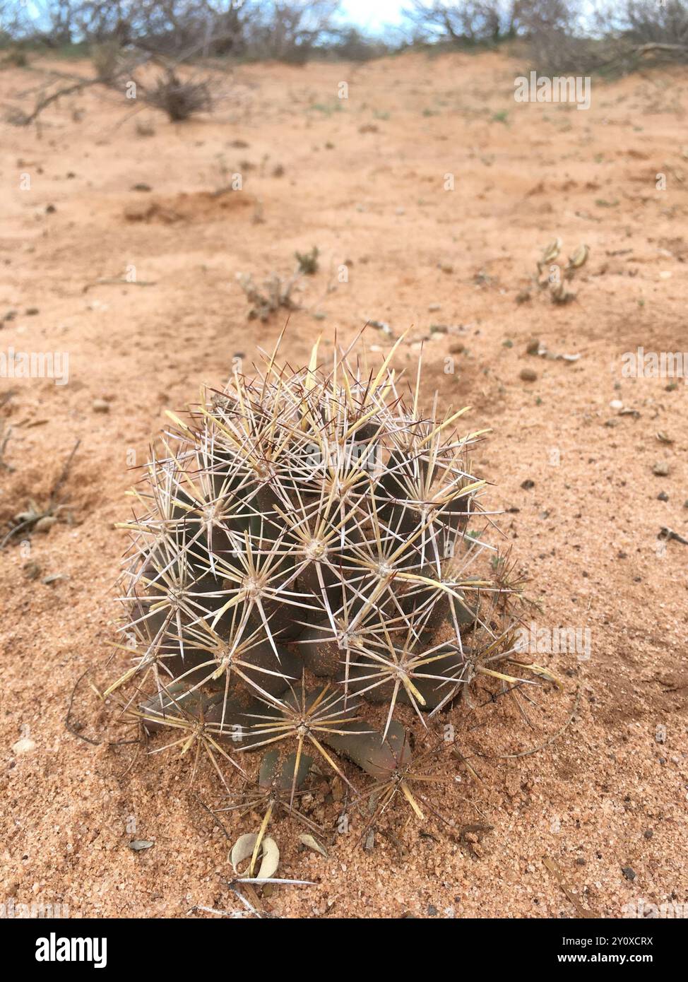Stout Needle Mulee (Coryphantha robustispina uncinata) Plantae Stock ...