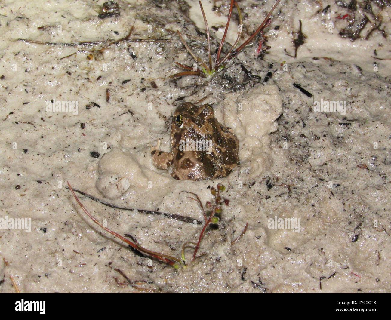 Cape sand frog (Tomopterna delalandii) Amphibia Stock Photo - Alamy