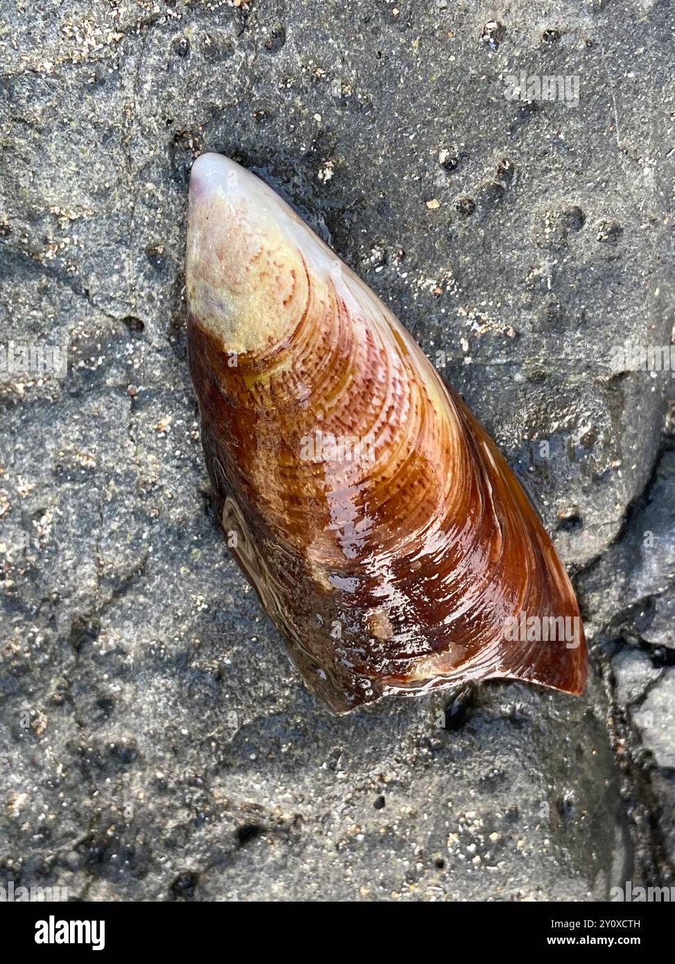Brown Mussel (Perna perna) Mollusca Stock Photo - Alamy