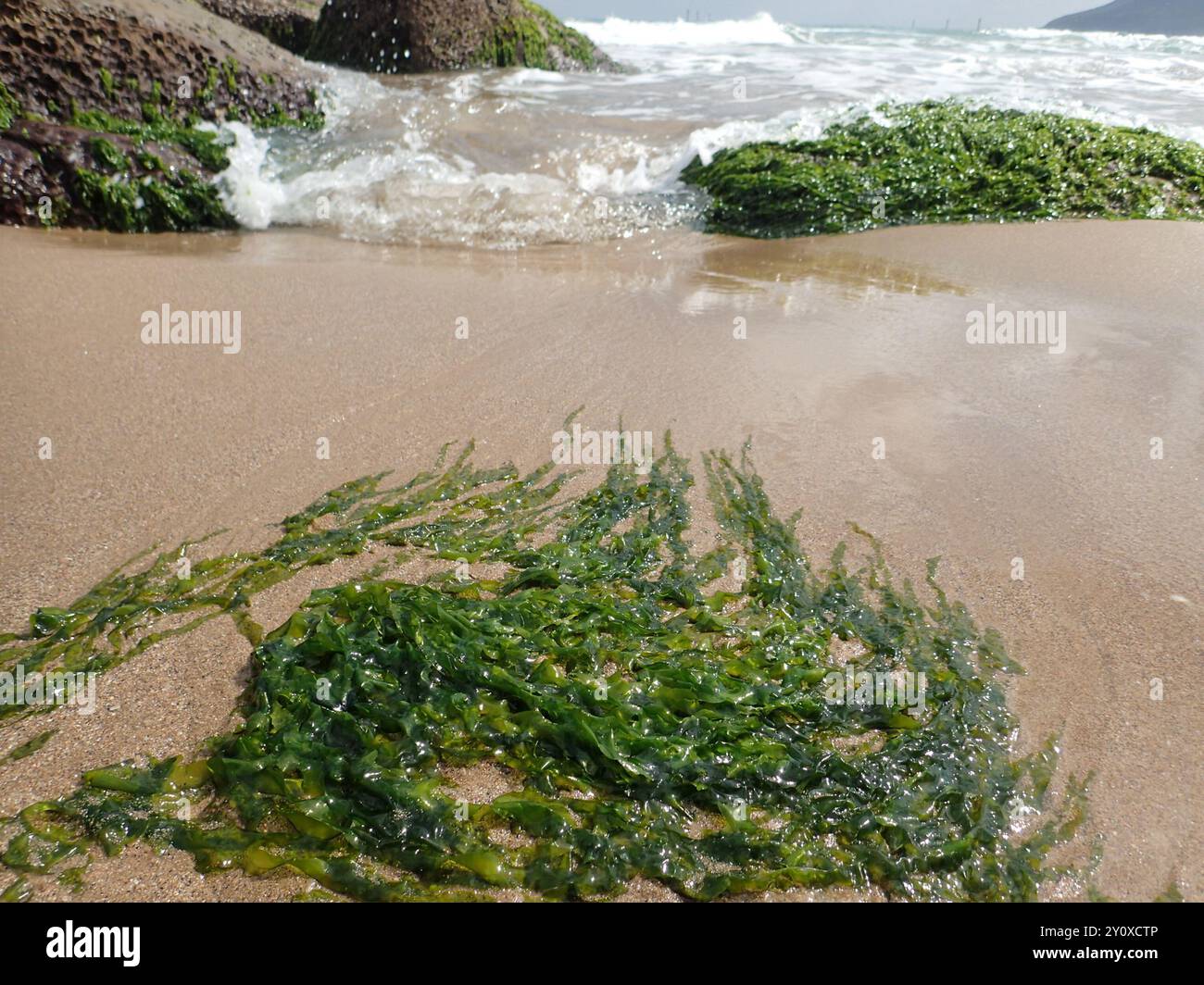 Broadleaf Sea Lettuce (Ulva lactuca) Plantae Stock Photo - Alamy
