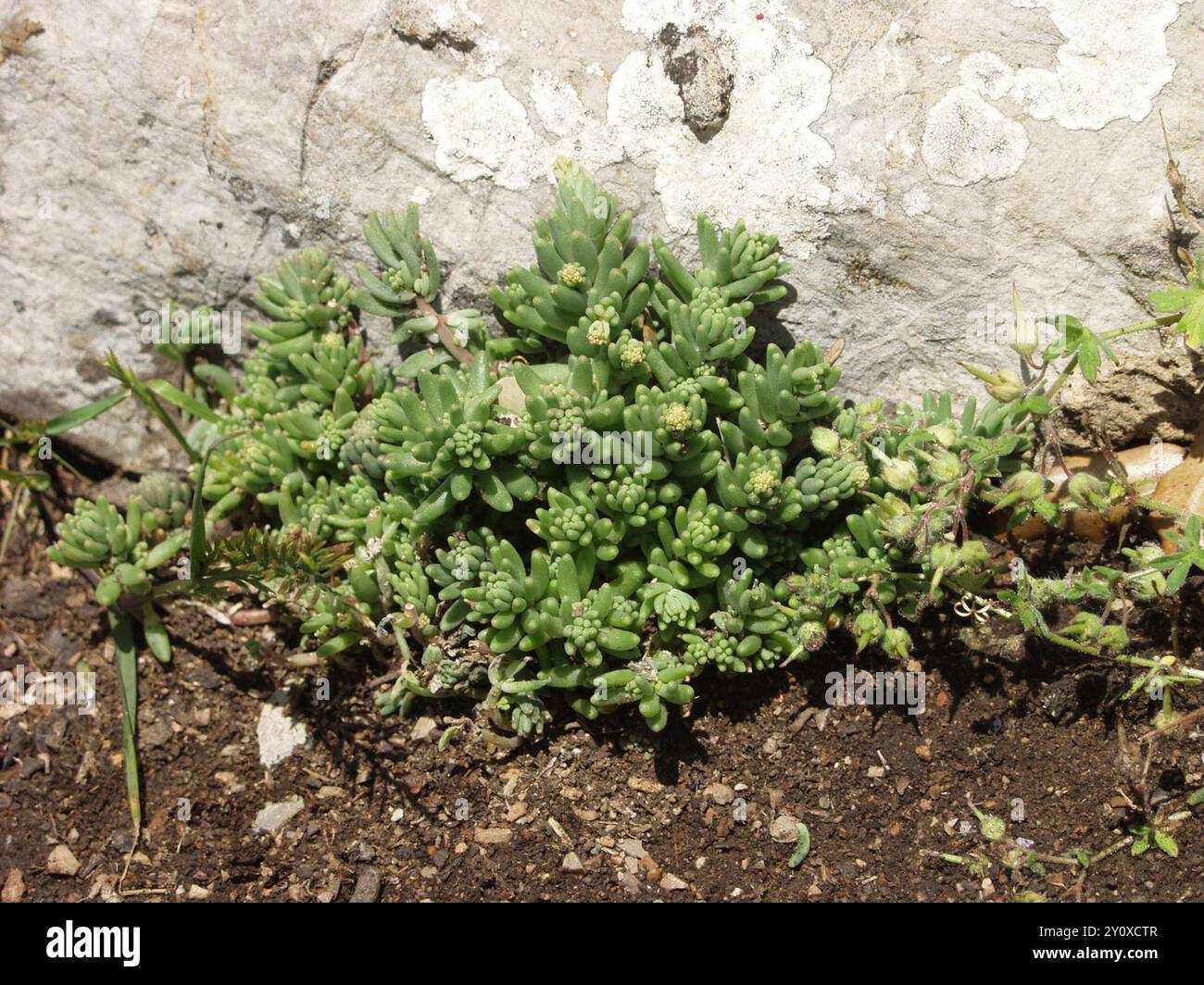 ice plants (Mesembryanthemum) Plantae Stock Photo - Alamy