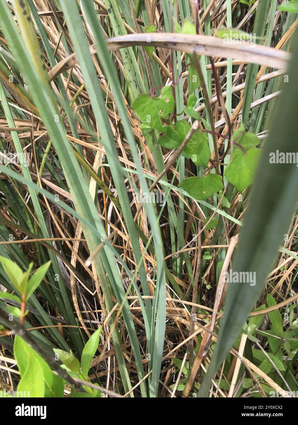 Jamaica swamp sawgrass (Cladium mariscus jamaicense) Plantae Stock ...