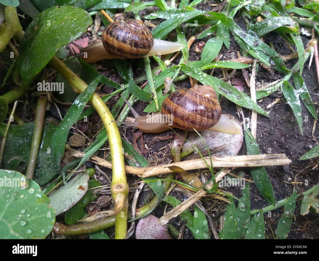 Garden Snail (Cornu aspersum) Mollusca Stock Photo - Alamy