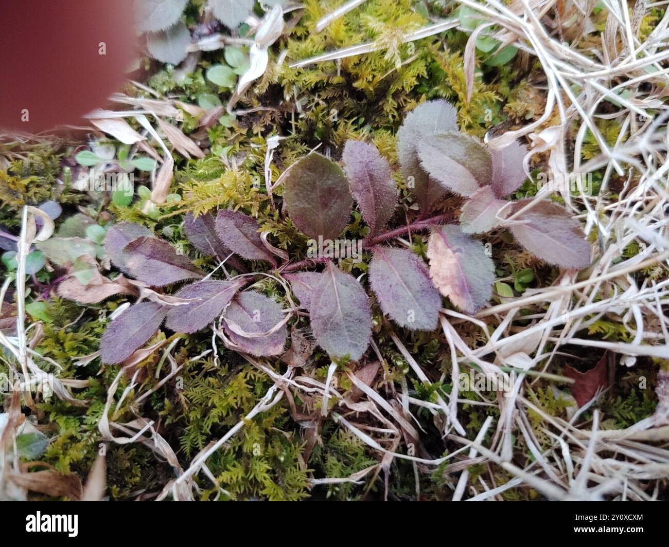 heath speedwell (Veronica officinalis) Plantae Stock Photo - Alamy