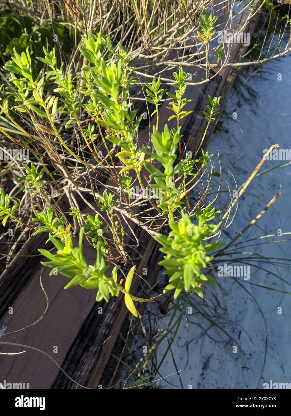 Dune Marsh-elder (Iva imbricata) Plantae Stock Photo - Alamy