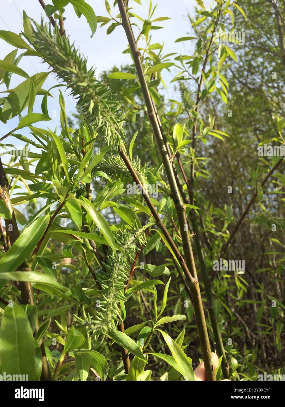 pussy willow (Salix discolor) Plantae Stock Photo - Alamy