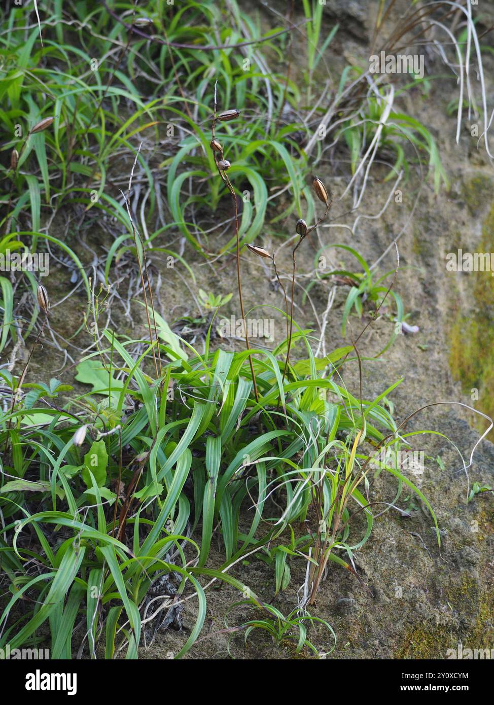 (Bletilla formosana) Plantae Stock Photo - Alamy