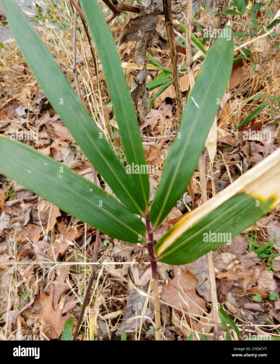 river cane (Arundinaria gigantea) Plantae Stock Photo - Alamy