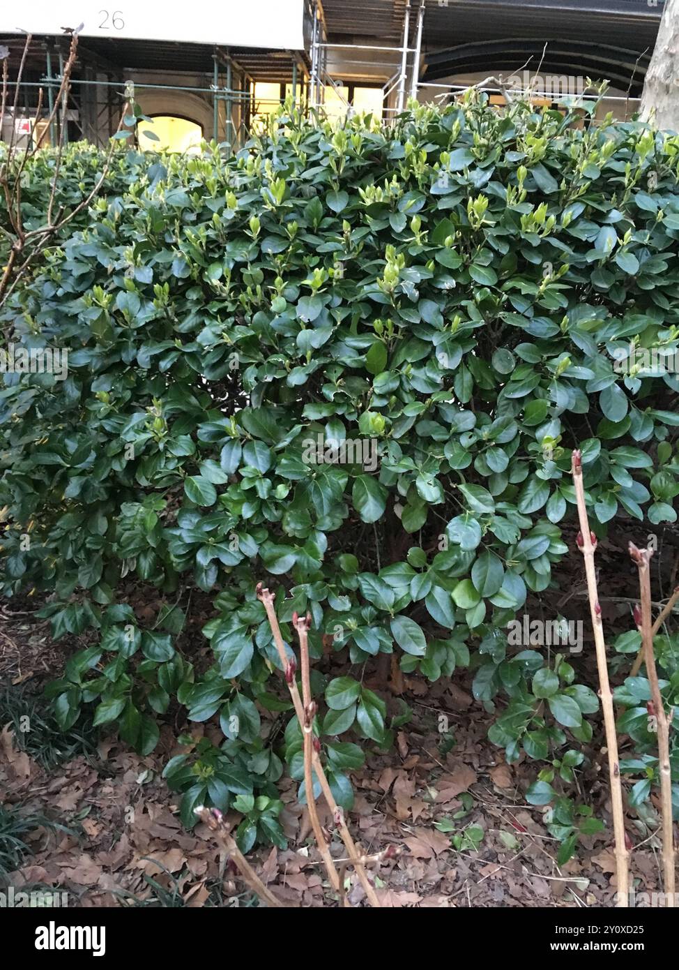 Japanese spindle tree (Euonymus japonicus) Plantae Stock Photo - Alamy