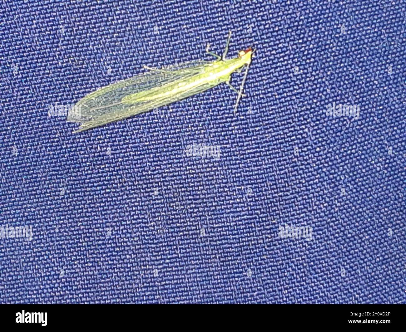 Red-lipped Green Lacewing (Chrysoperla rufilabris) Insecta Stock Photo ...