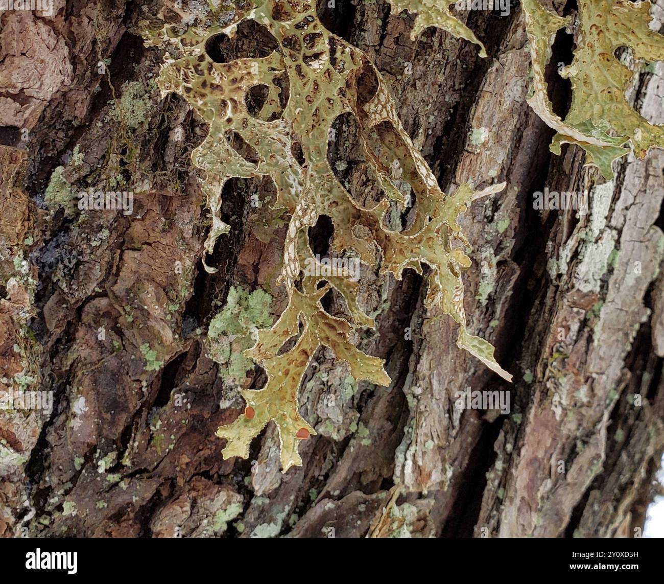 Tree Lungwort (Lobaria pulmonaria) Fungi Stock Photo - Alamy