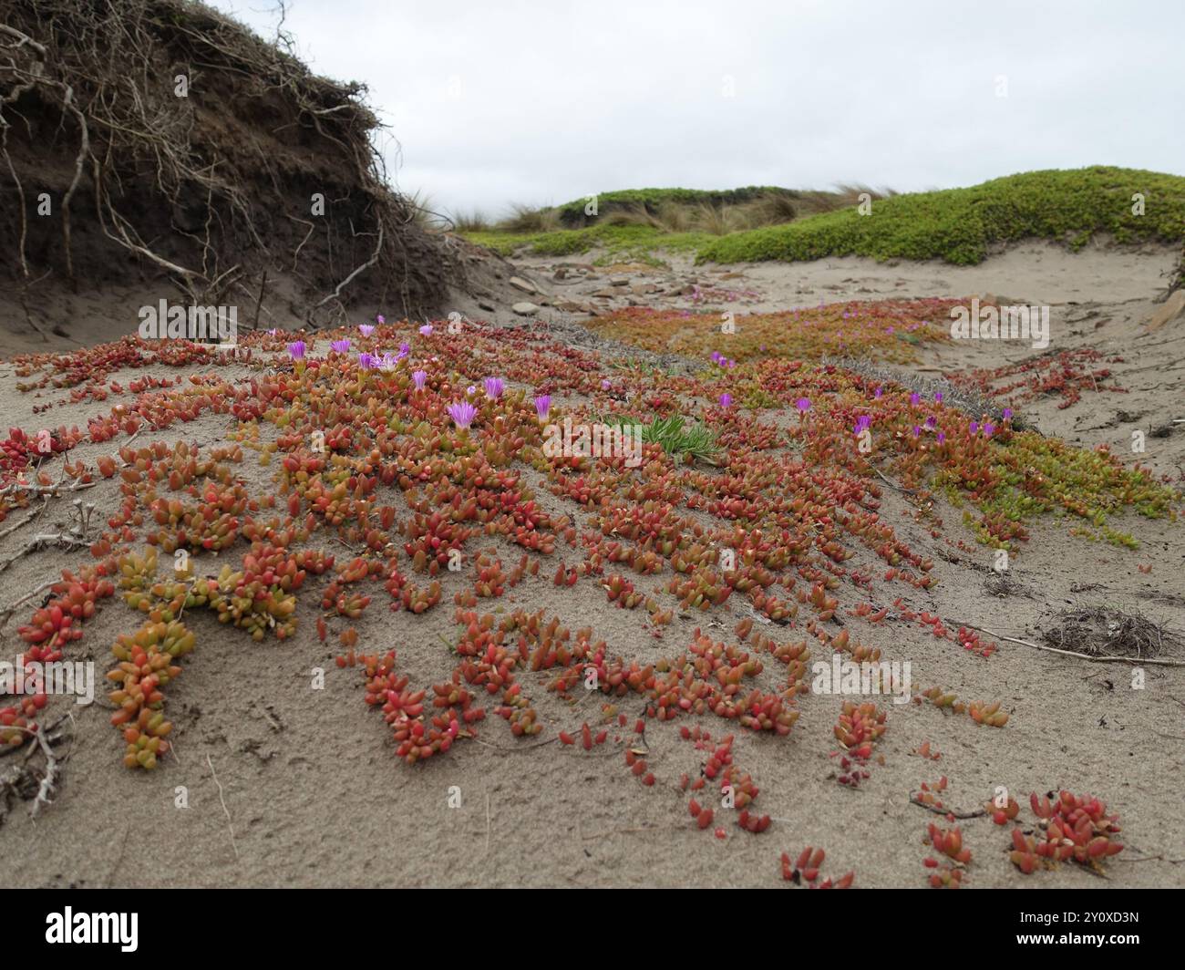 Jellybeans (Disphyma crassifolium clavellatum) Plantae Stock Photo - Alamy