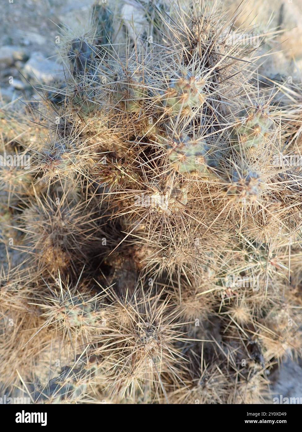 Silver Cholla (Cylindropuntia echinocarpa) Plantae Stock Photo - Alamy