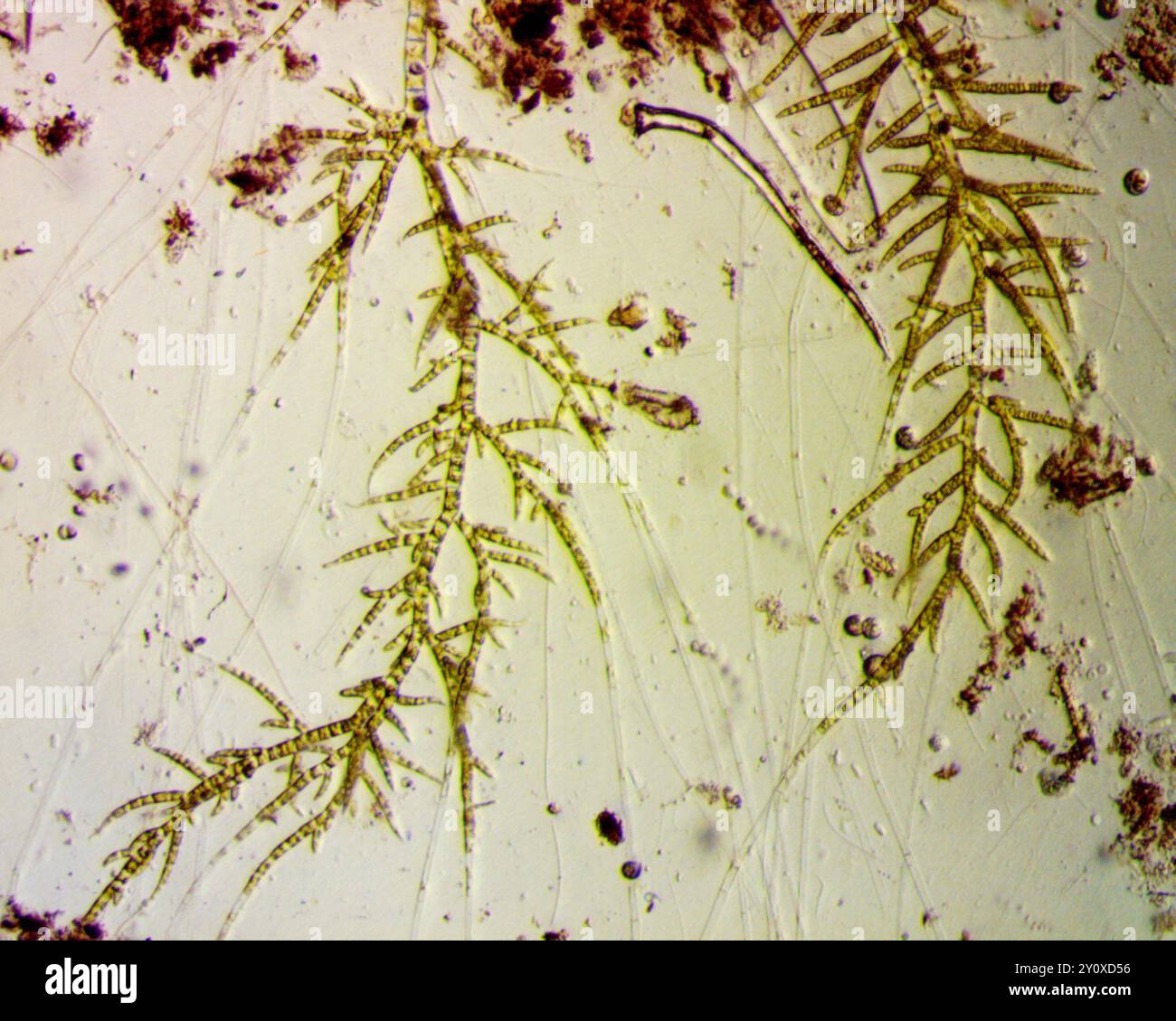 Draparnaldia hi-res stock photography and images - Alamy