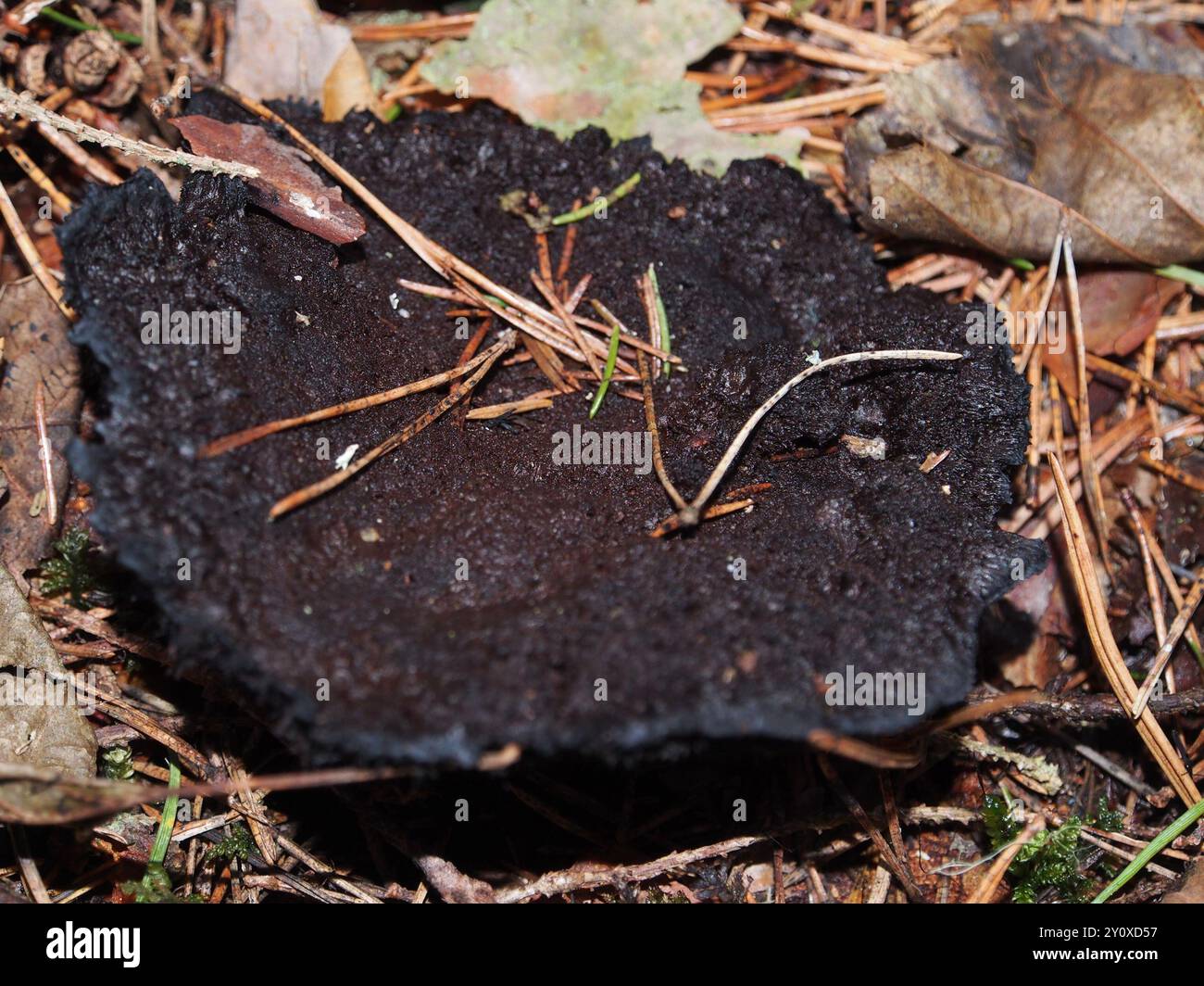Dyer's Polypore (Phaeolus schweinitzii) Fungi Stock Photo - Alamy