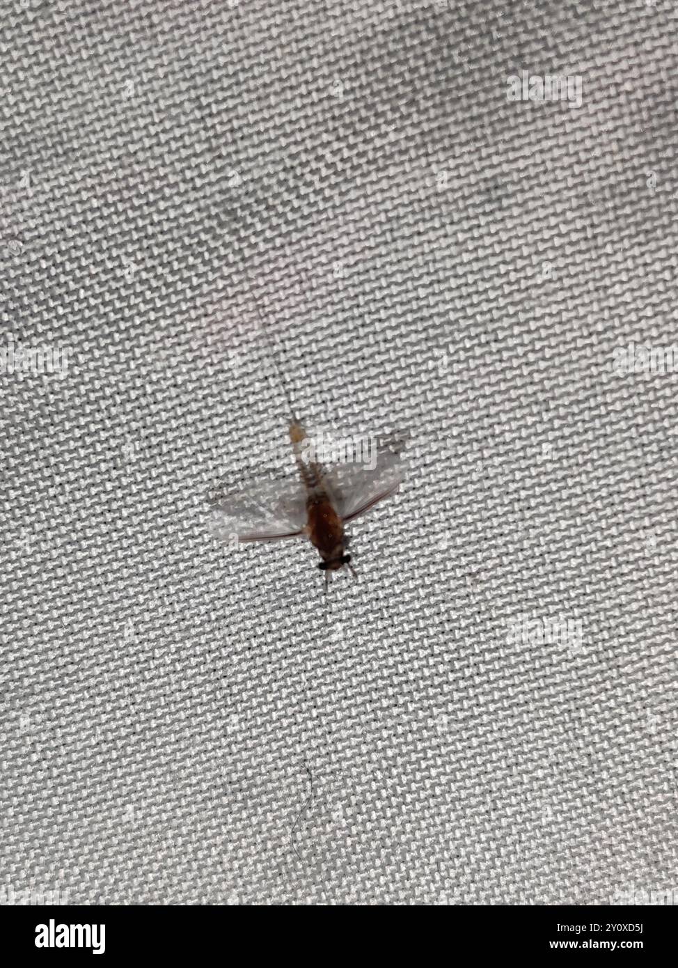 Small Square-gilled Mayflies (Caenidae) Insecta Stock Photo - Alamy