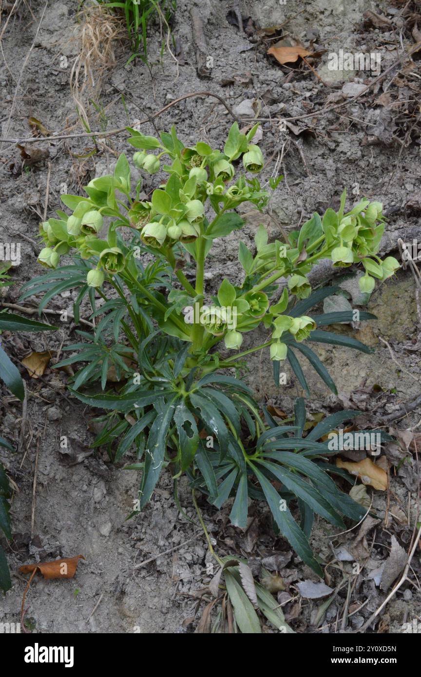 Stinking hellebore (Helleborus foetidus) Plantae Stock Photo - Alamy
