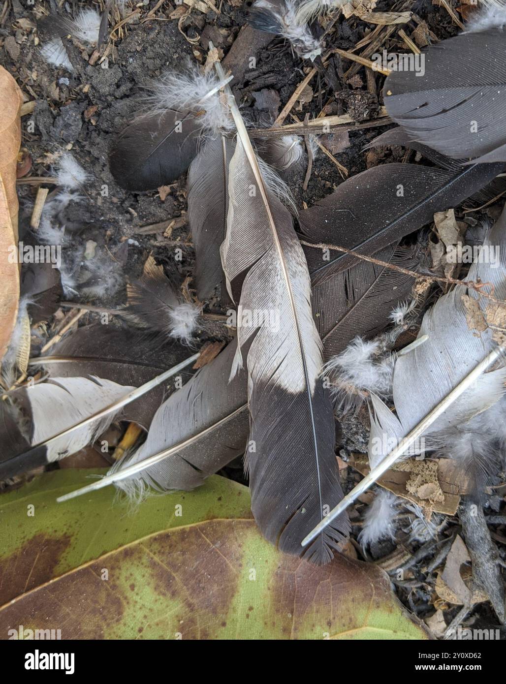 Pied Cuckoo (Clamator jacobinus) Aves Stock Photo - Alamy