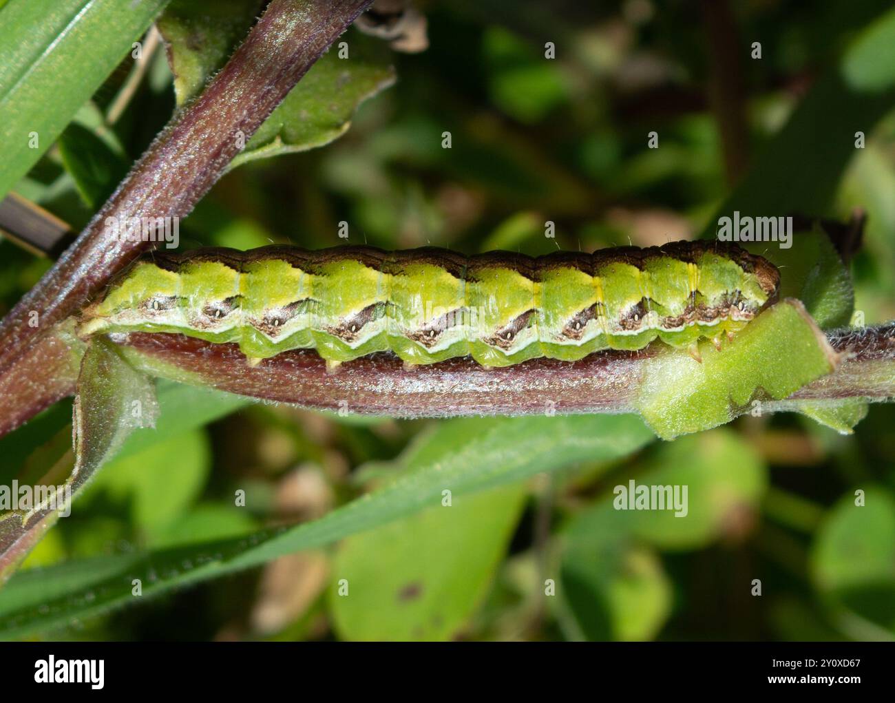 (Cucullia calendulae) Insecta Stock Photo - Alamy