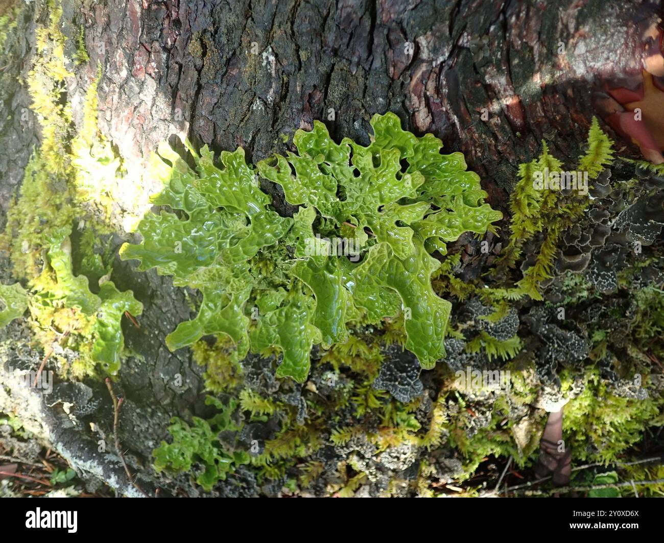 Cabbage Lung Lichen (Lobaria linita) Fungi Stock Photo - Alamy