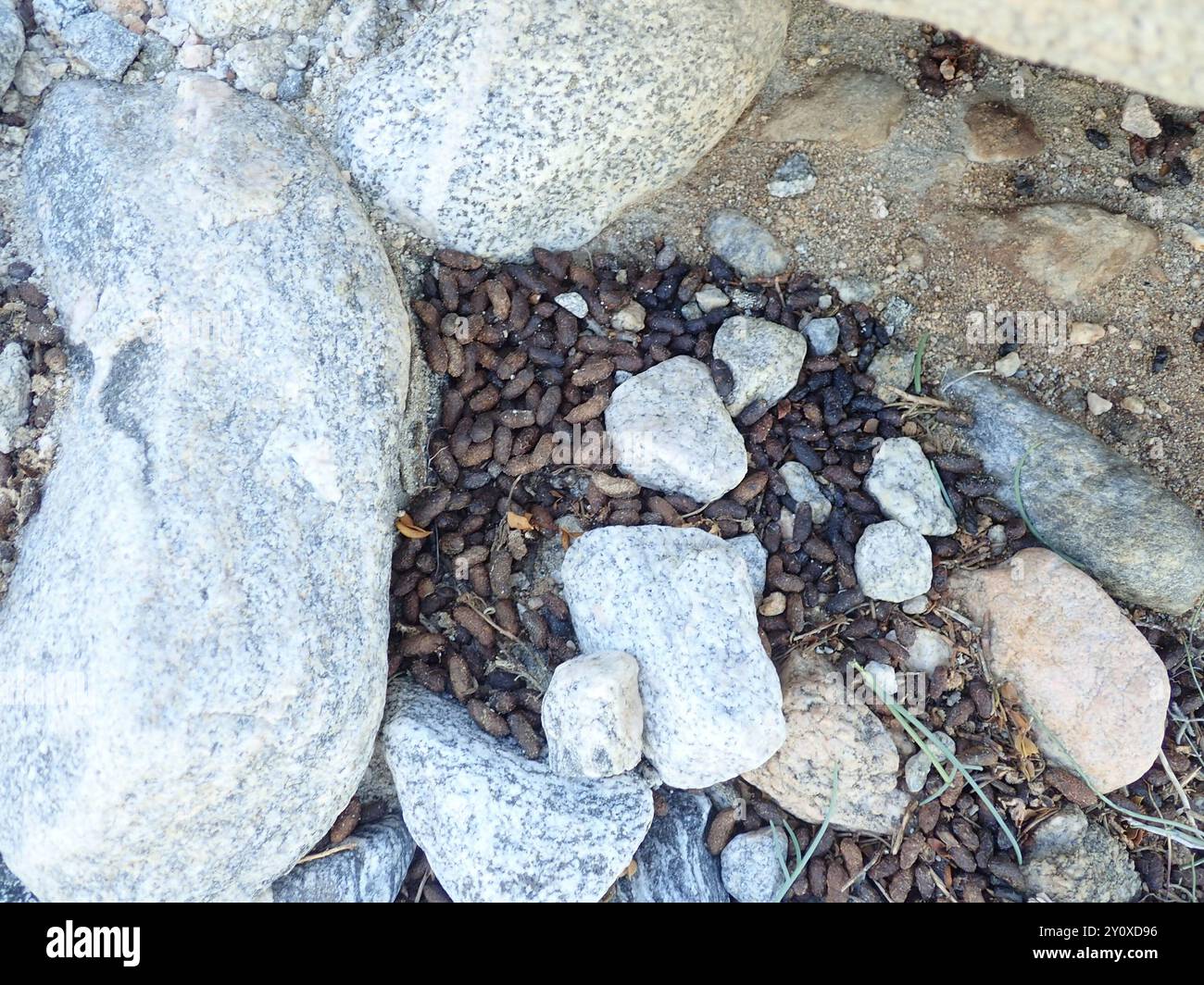 Woodrats (Neotoma) Mammalia Stock Photo - Alamy