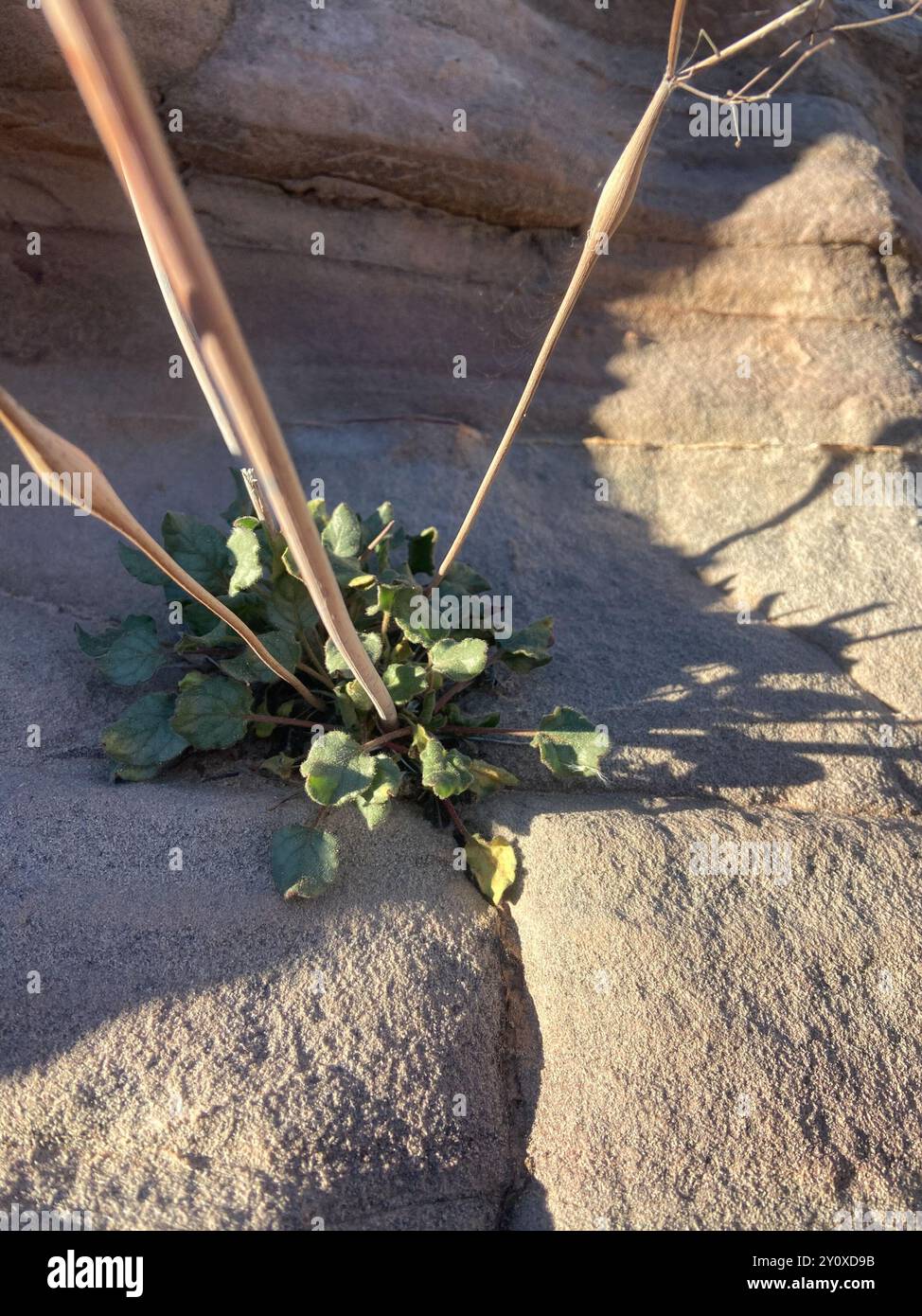 Desert Trumpet (Eriogonum inflatum) Plantae Stock Photo - Alamy