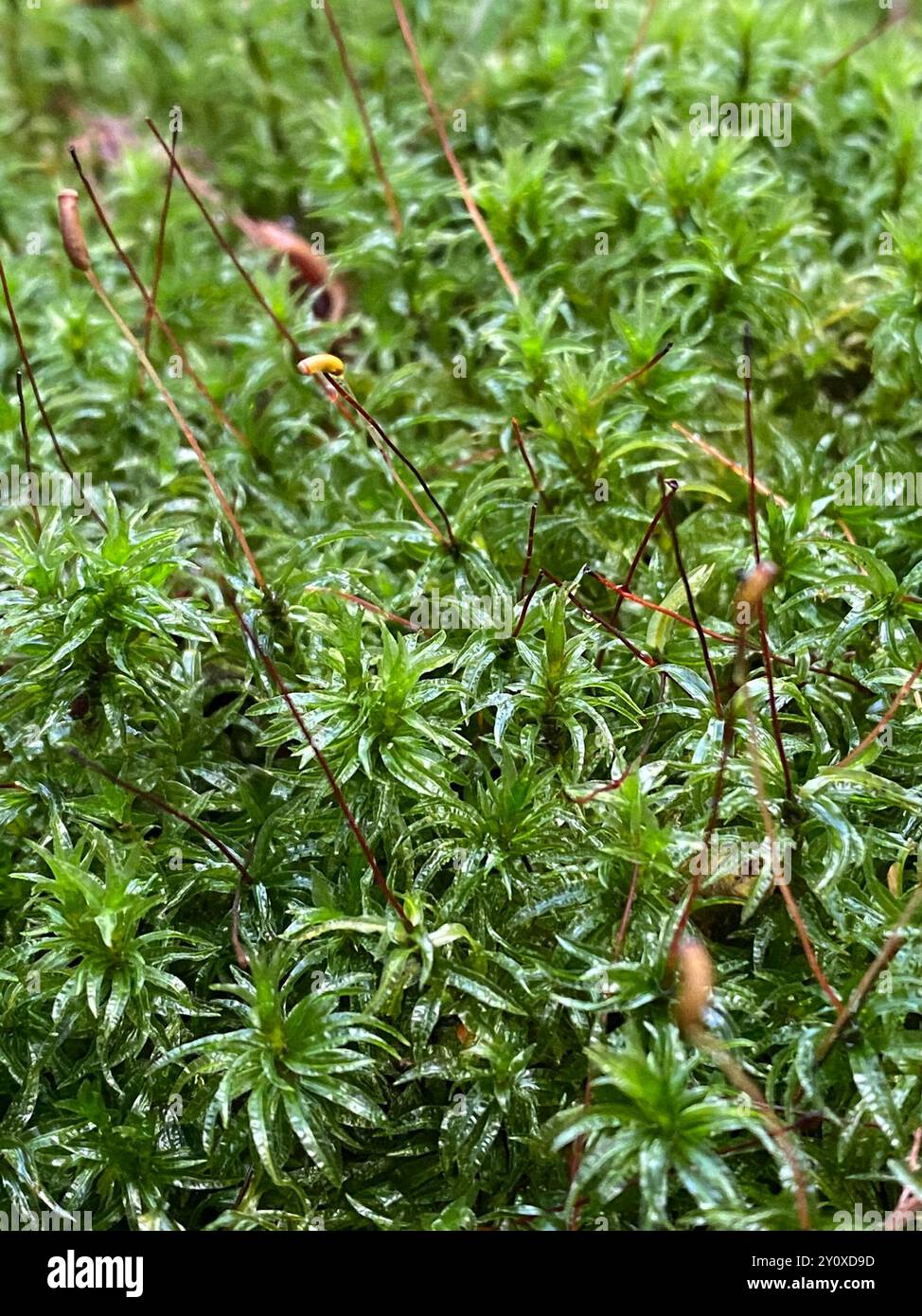 Catherine's moss (Atrichum undulatum) Plantae Stock Photo - Alamy