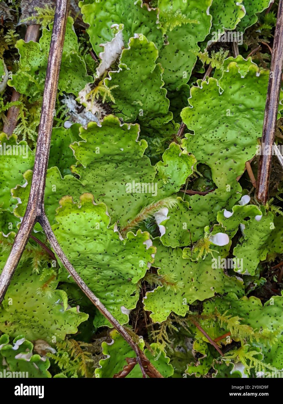 freckled pelt lichen (Peltigera aphthosa) Fungi Stock Photo - Alamy